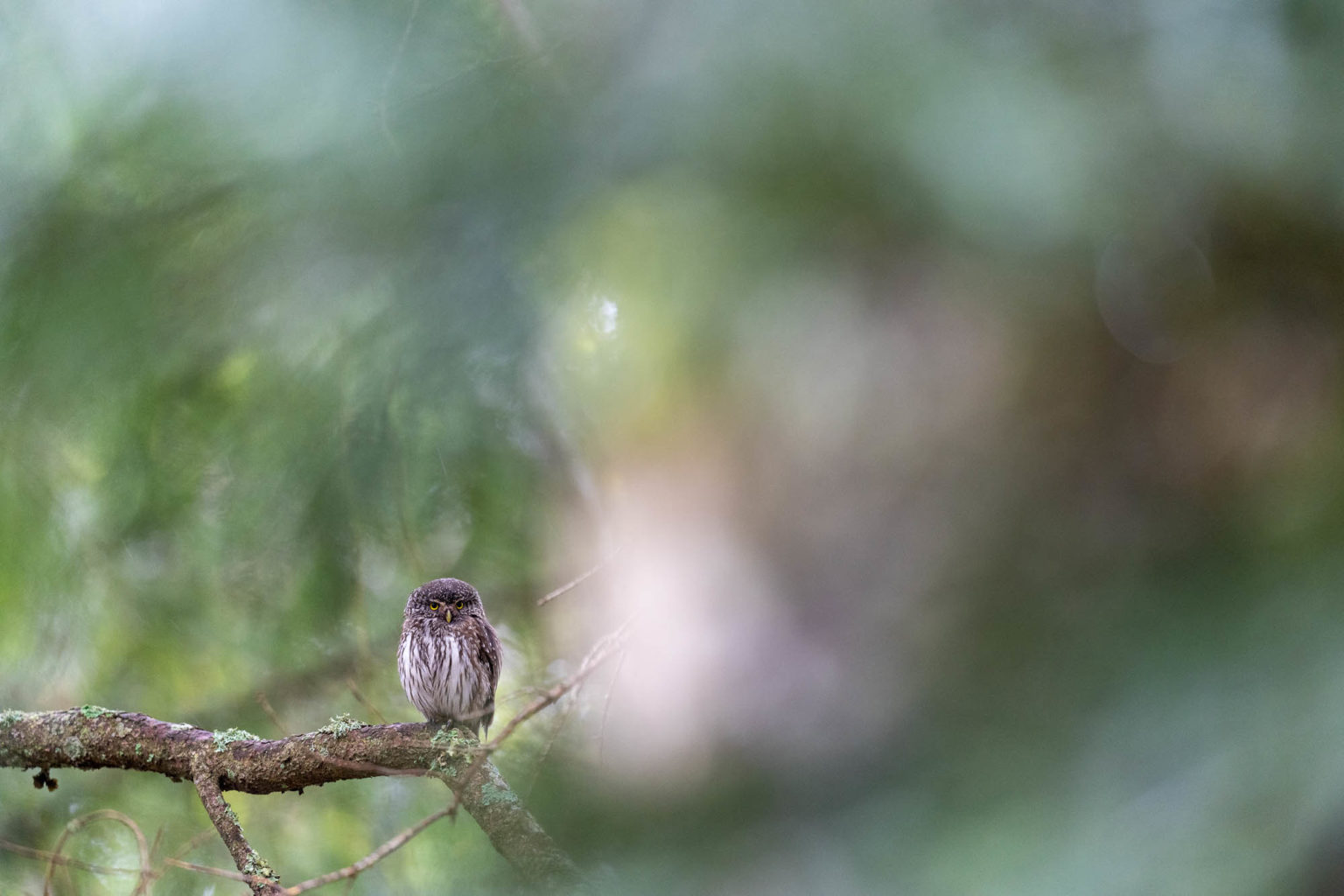 WORKSHOP | David Rouge